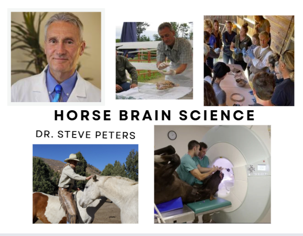 Horse Brain Science Clinic